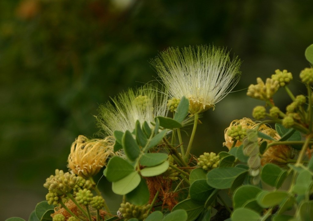 poison-pod false-thorn (Albizia versicolor) - Botanical Realm