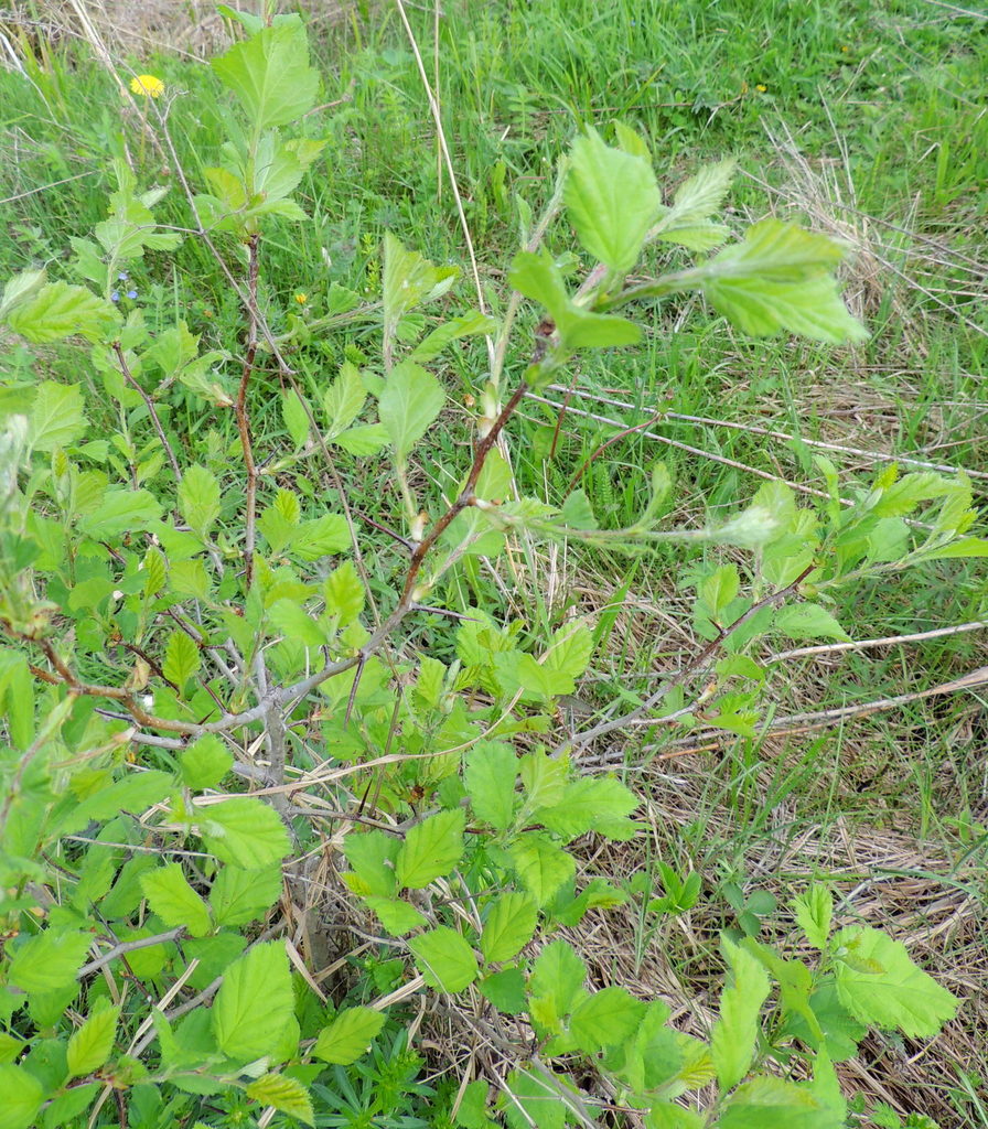 hawthorns from Железногорский р-н, Курская обл., Россия on May 21, 2021 ...