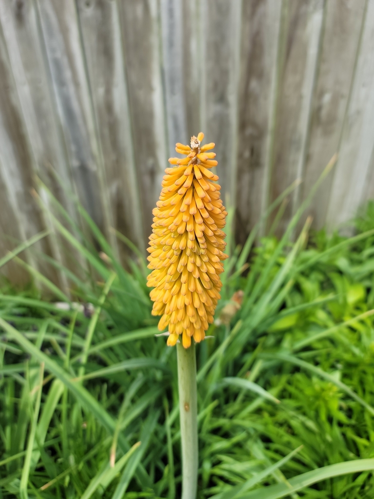 Red Hot Poker from Abingdon on May 22, 2021 at 03:29 PM by chris2nyce ...