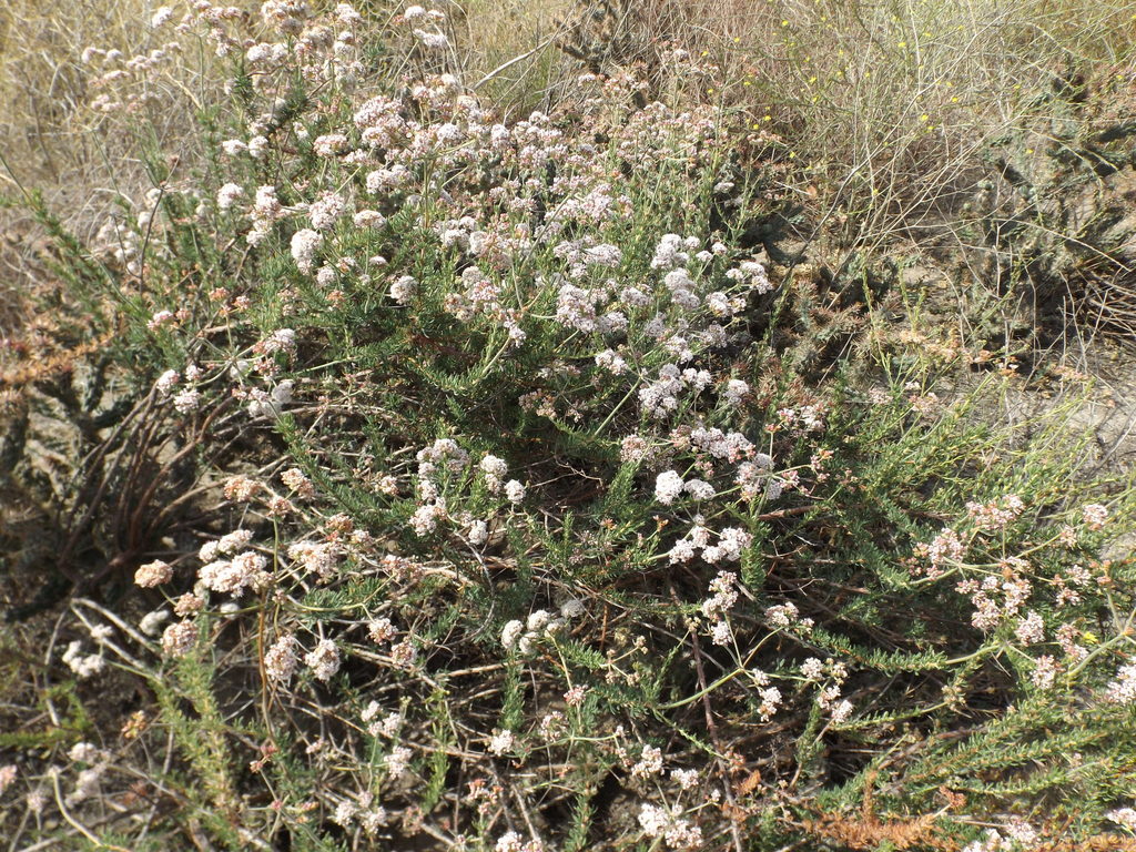California Buckwheat (Plants of Rosewood Nature Study Area) · iNaturalist