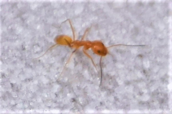 Buren's Pyramid Ant from Polk County, FL, USA on May 22, 2021 at 12:10 ...