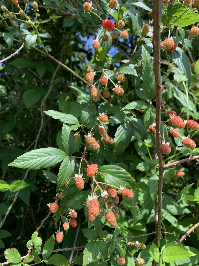 Pennsylvania Blackberry from Machete Trail, Oakland, FL, US on April 21 ...