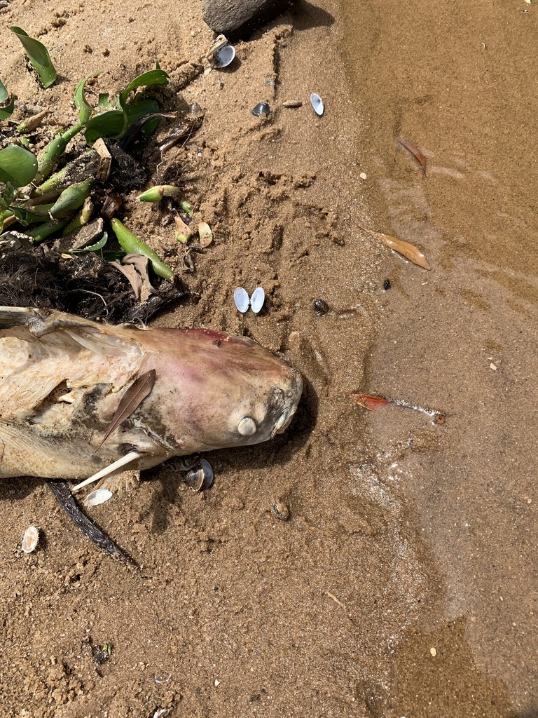 Blue Catfish from Lake Marion, Santee, SC, US on May 22, 2021 at 12:55 ...