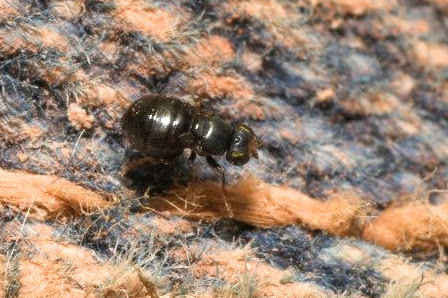 (Conioscinella)