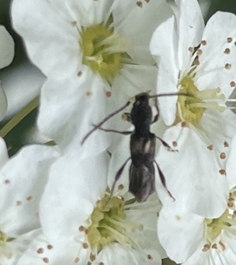 Bimaculate Longhorn Beetle from Chagnon Ln, Hudson, NH, US on May 22 ...