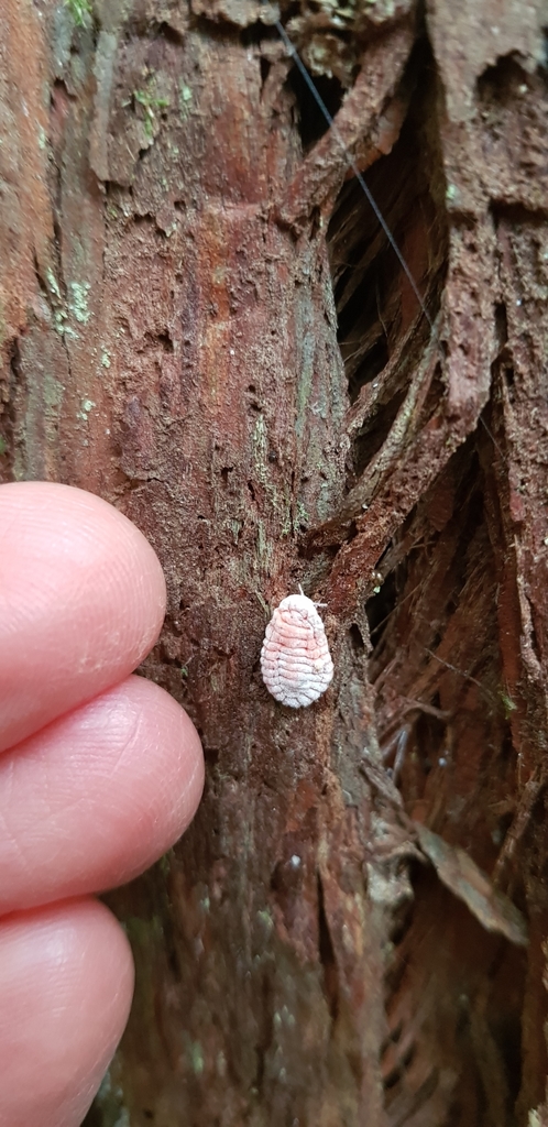 Giant Scale Insects from Pataua North, New Zealand on May 22, 2021 at ...