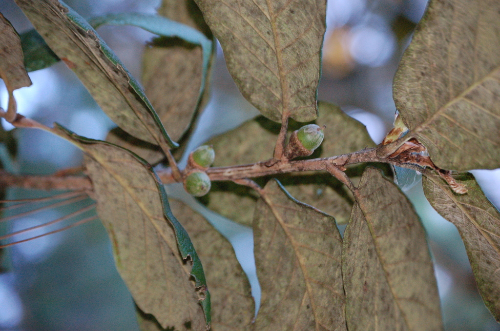 Encino blanco (Flora y Vegetación de las Zonas Núcleo de la Reserva de ...