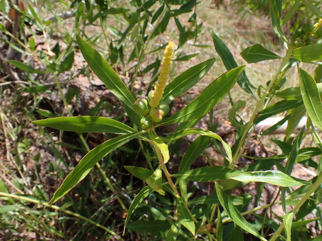 Queen's Delight from Pasco, Florida, United States on May 22, 2021 at ...