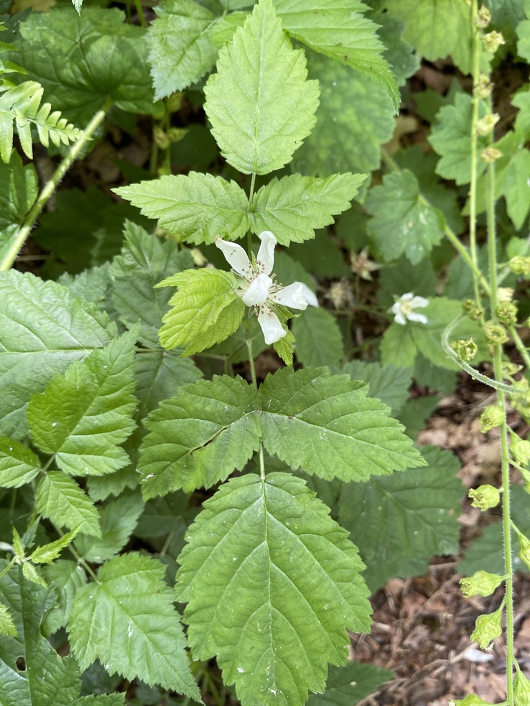 trailing blackberry from 18th Ave SW, Seattle, WA, US on May 22, 2021 ...