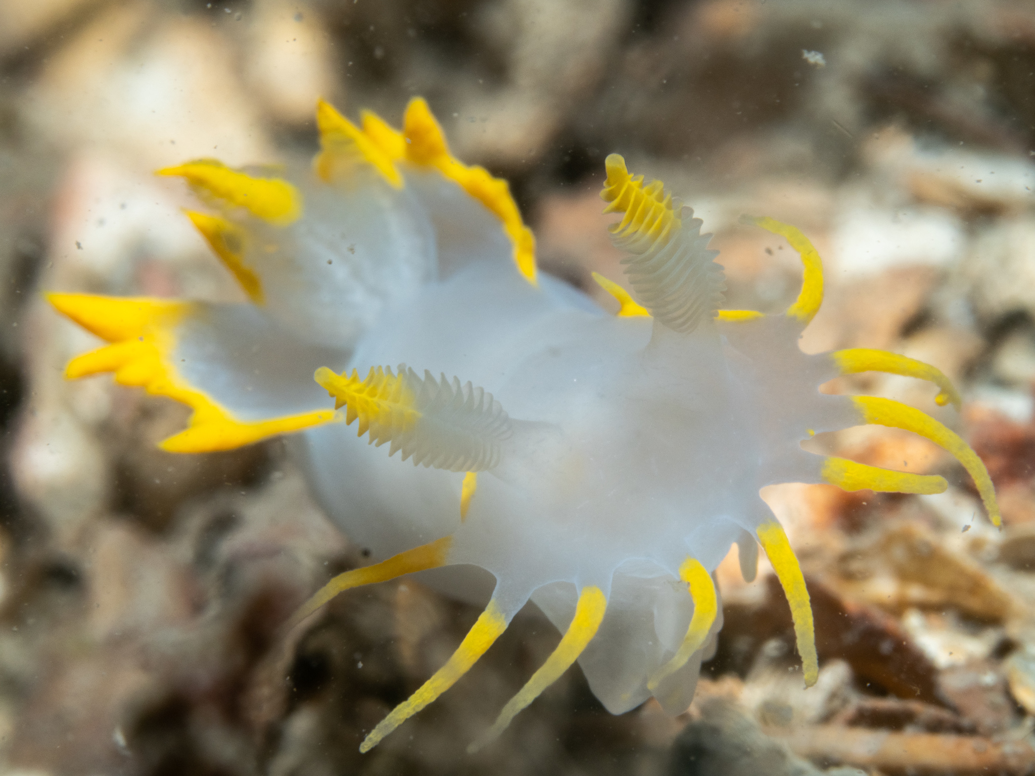Polycera faeroensis Lemche, 1929