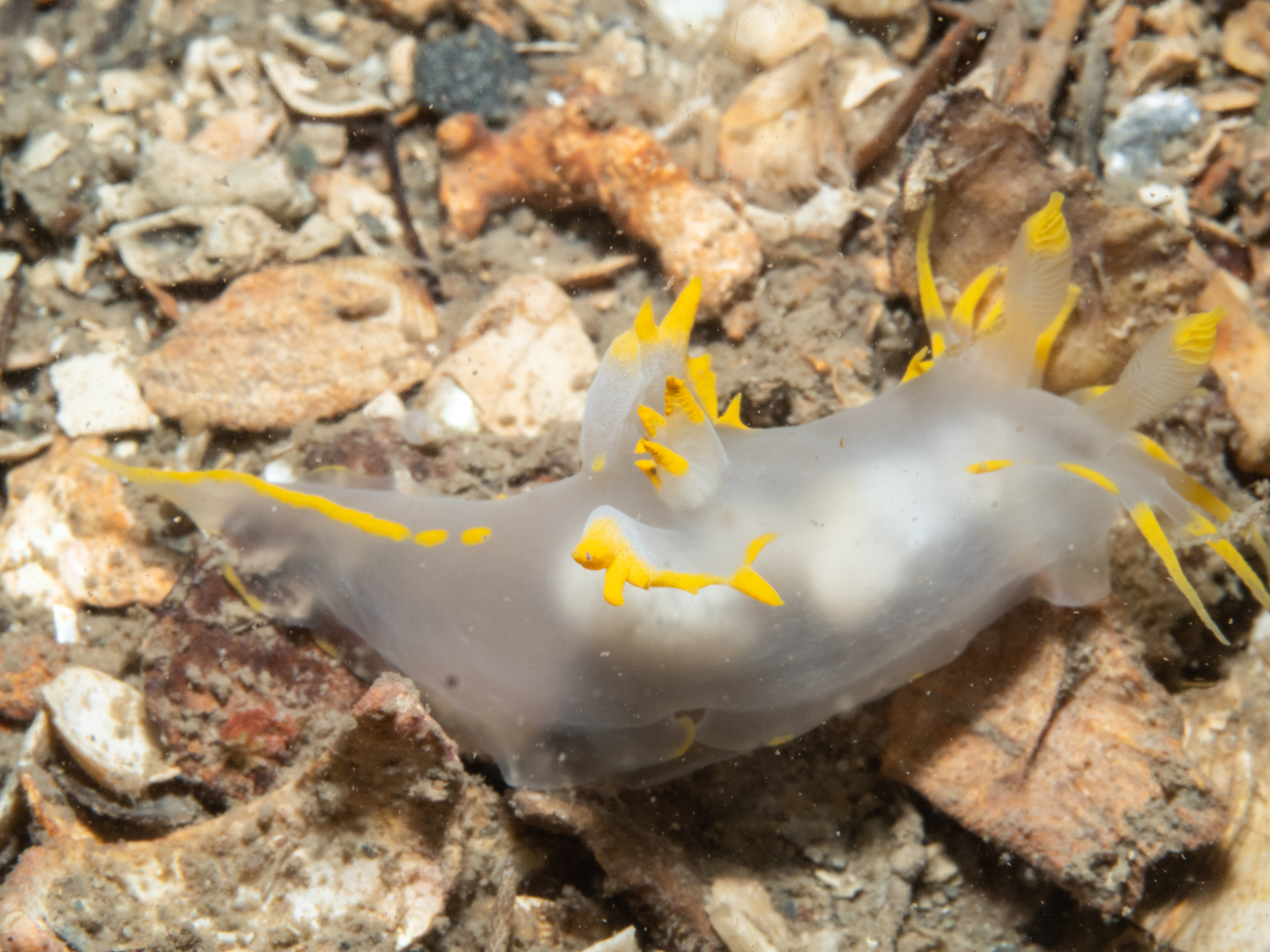 Polycera faeroensis Lemche, 1929
