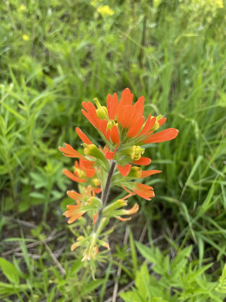 Painted-cup Paintbrush from Tampier Slough Woods (Cook County Forest ...