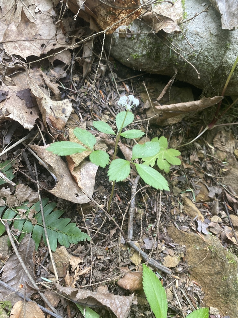 dwarf ginseng from Sarver, PA, US on May 22, 2021 at 01:03 PM by Dan ...