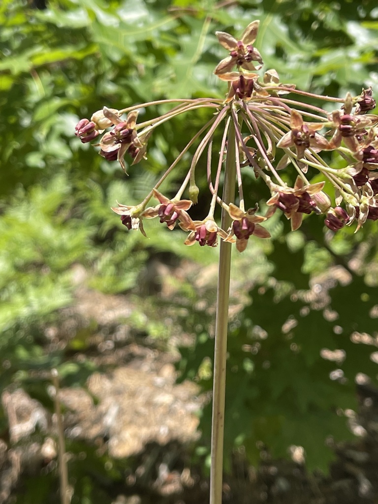 clasping milkweed from Parson Mountain Tower Trail, Abbeville, SC, US ...