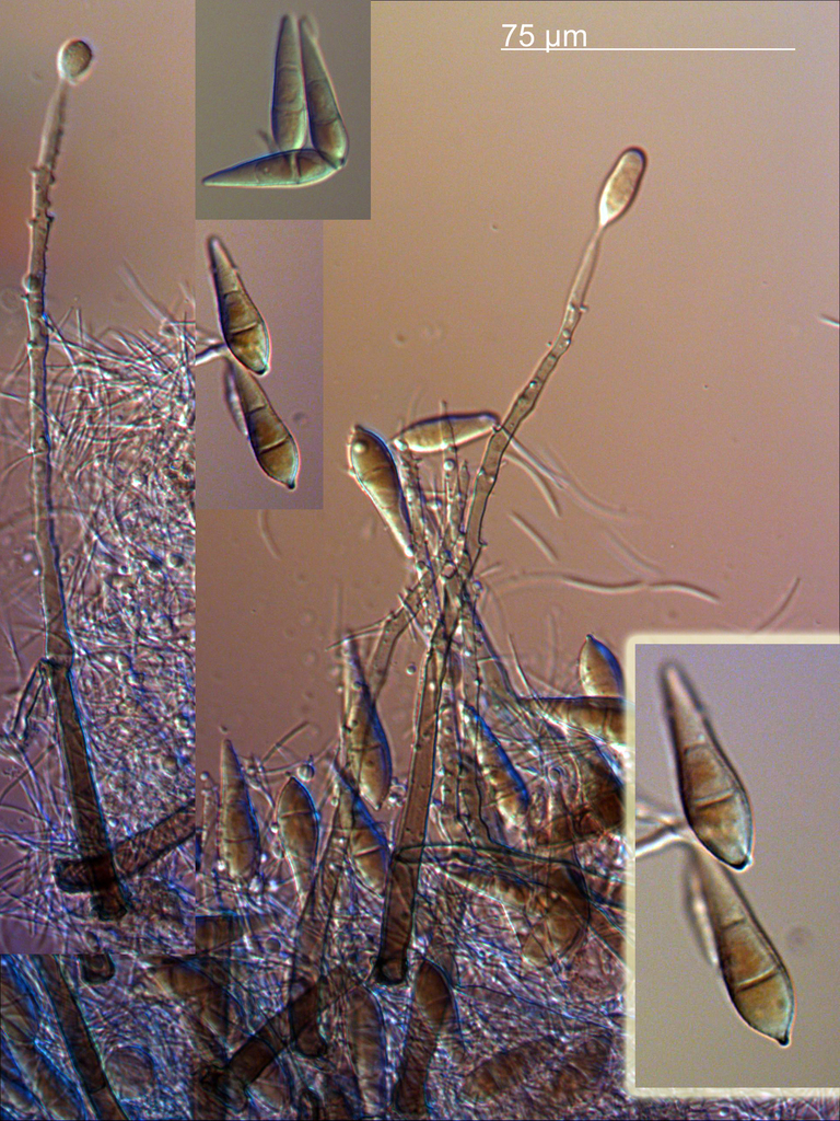 Pyricularia caricis from Pigeon Bay, Hay Reserve on November 18, 2012 ...