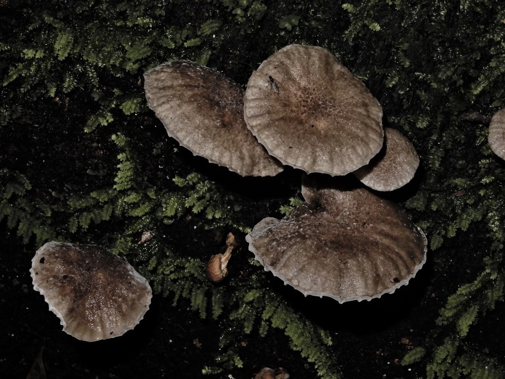Campanella from Ashhurst Domain, Ashhurst, New Zealand on January 24 ...