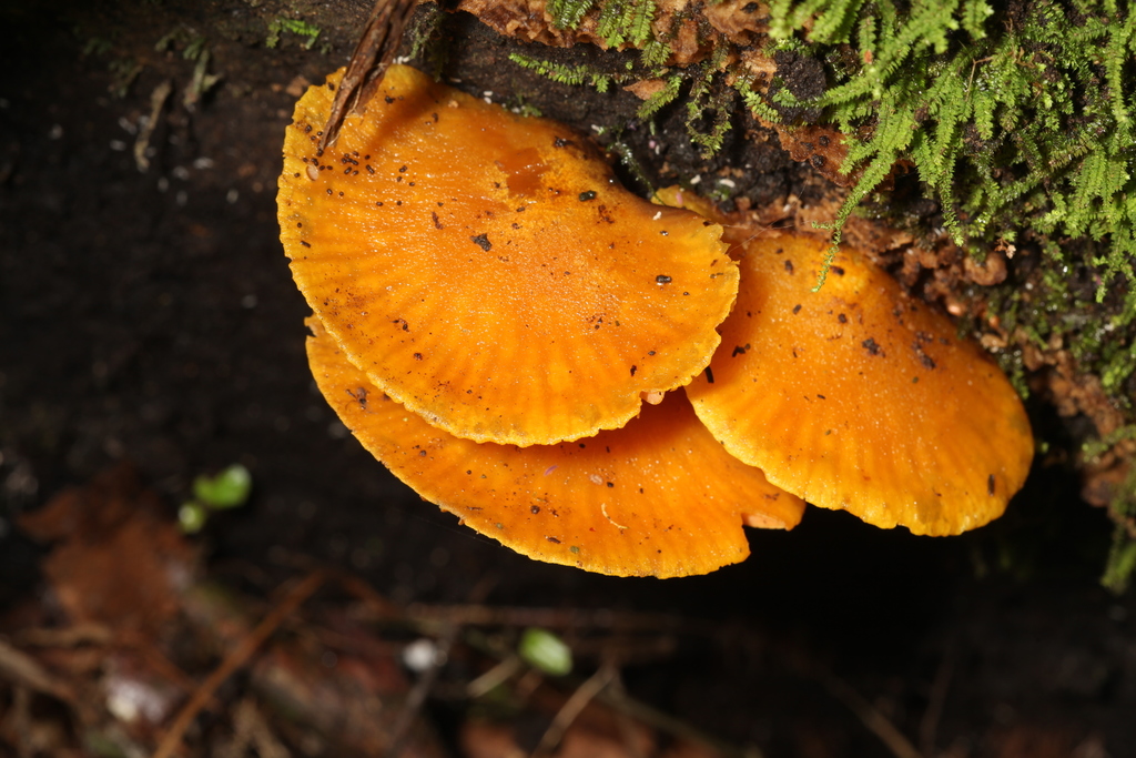 Heimiomyces velutipes from Maungatautari, New Zealand on May 22, 2021 ...