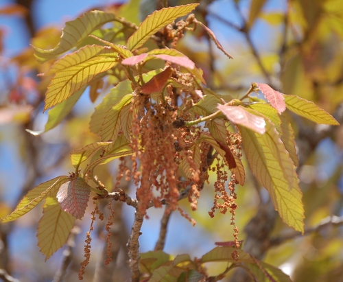 Roble belloto (Quercus segoviensis)