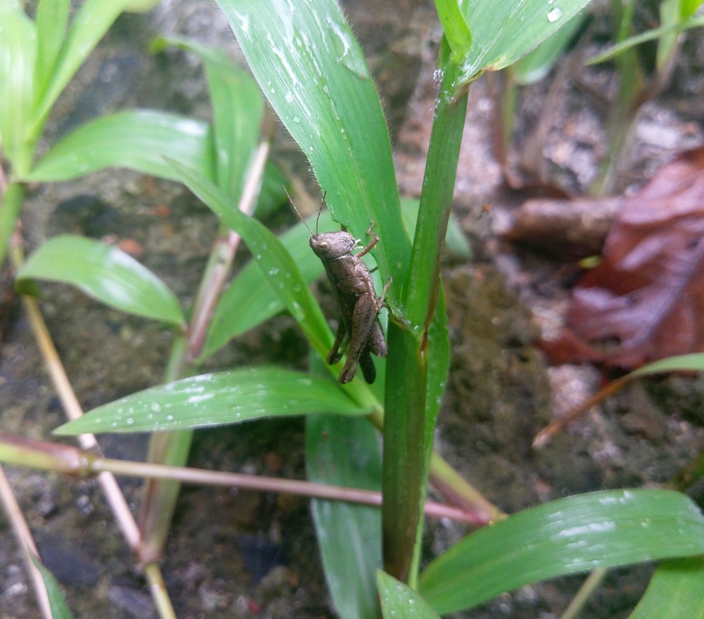 Short-horned Grasshoppers in December 2016 by Benjamin Maples ...