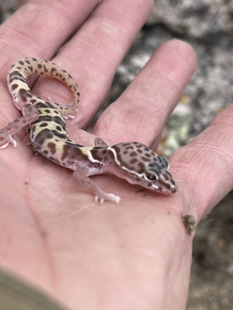 Western Banded Gecko from Hiko, NV, US on May 22, 2021 at 12:11 PM by ...