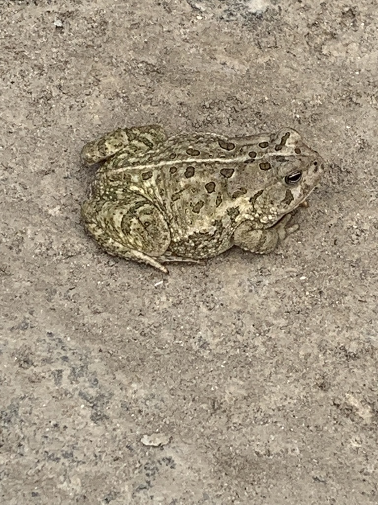 American Toad from Falls of the Ohio State Park, Clarksville, IN, US on ...