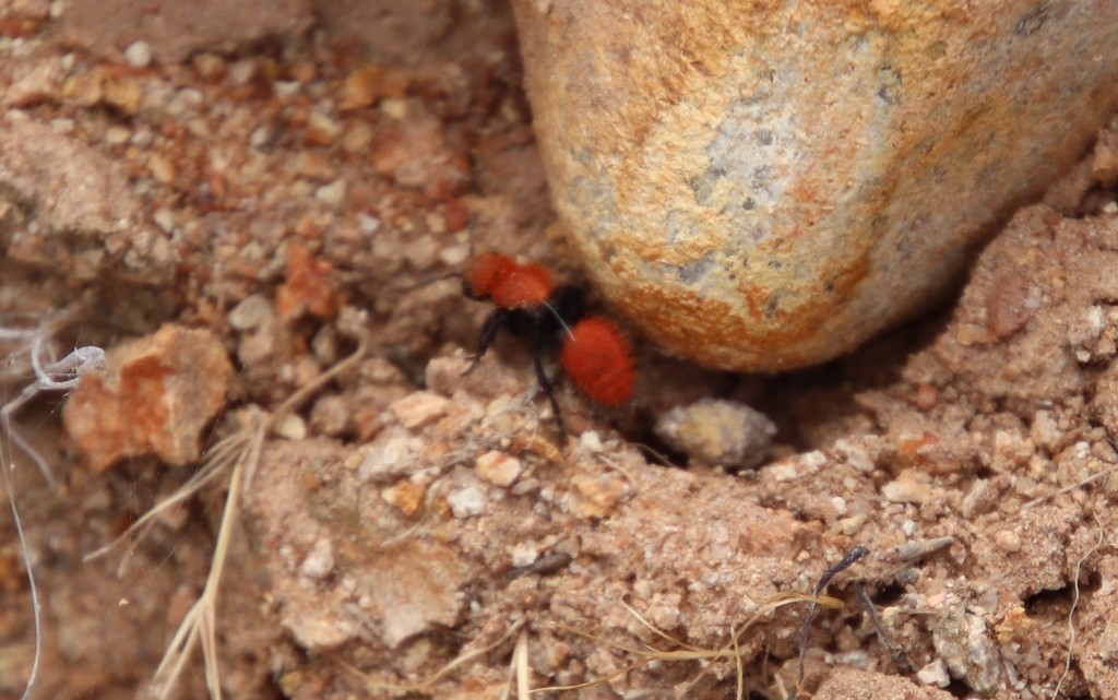 Pacific Velvet Ant from Mission Trails Regional Park, San Diego, CA ...