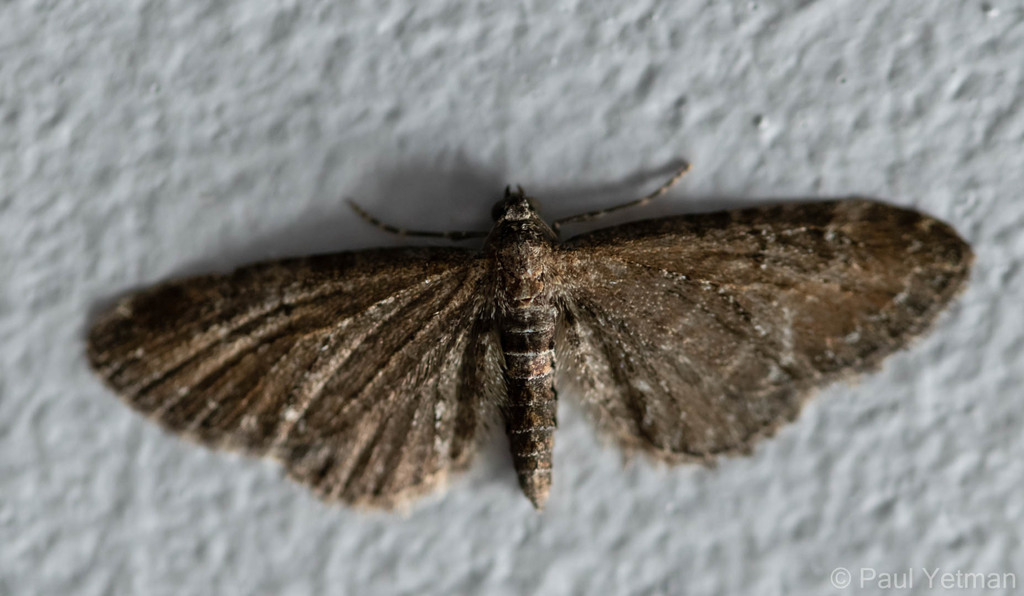 Common Pug from Gravesend, UK on May 20, 2021 at 12:05 PM by Paul ...