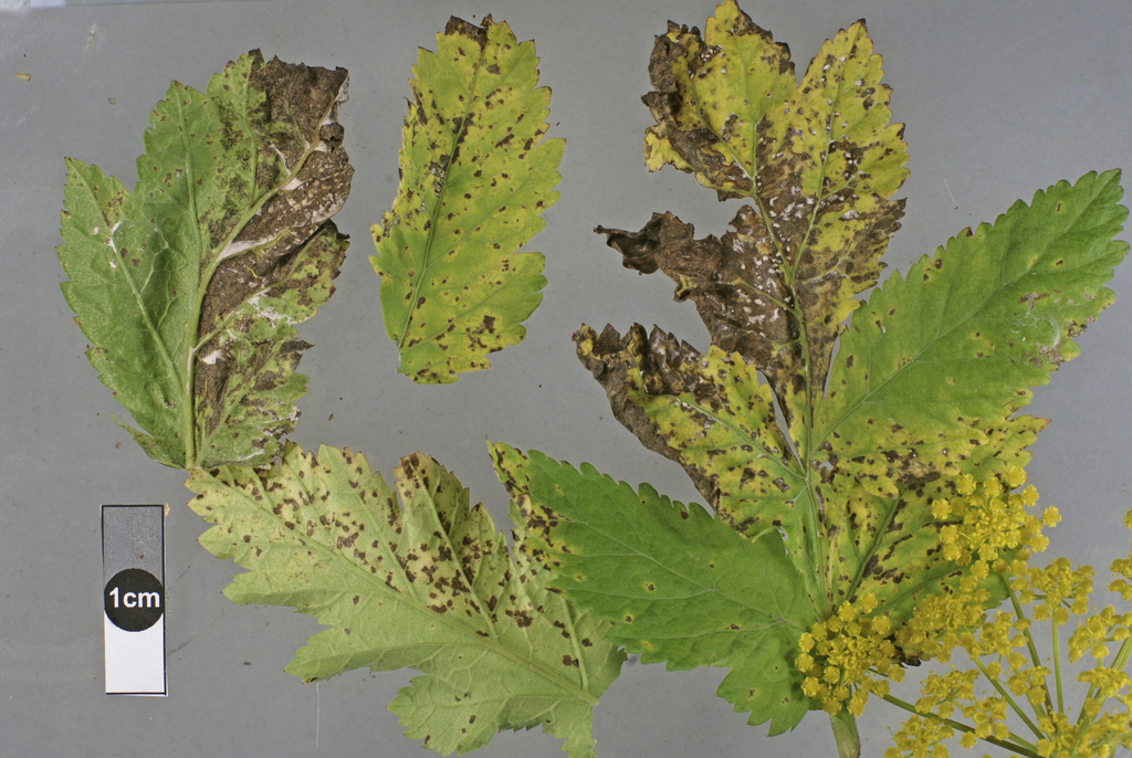 Phloeospora crescentium from Allandale on November 08, 2012 by Jerry ...