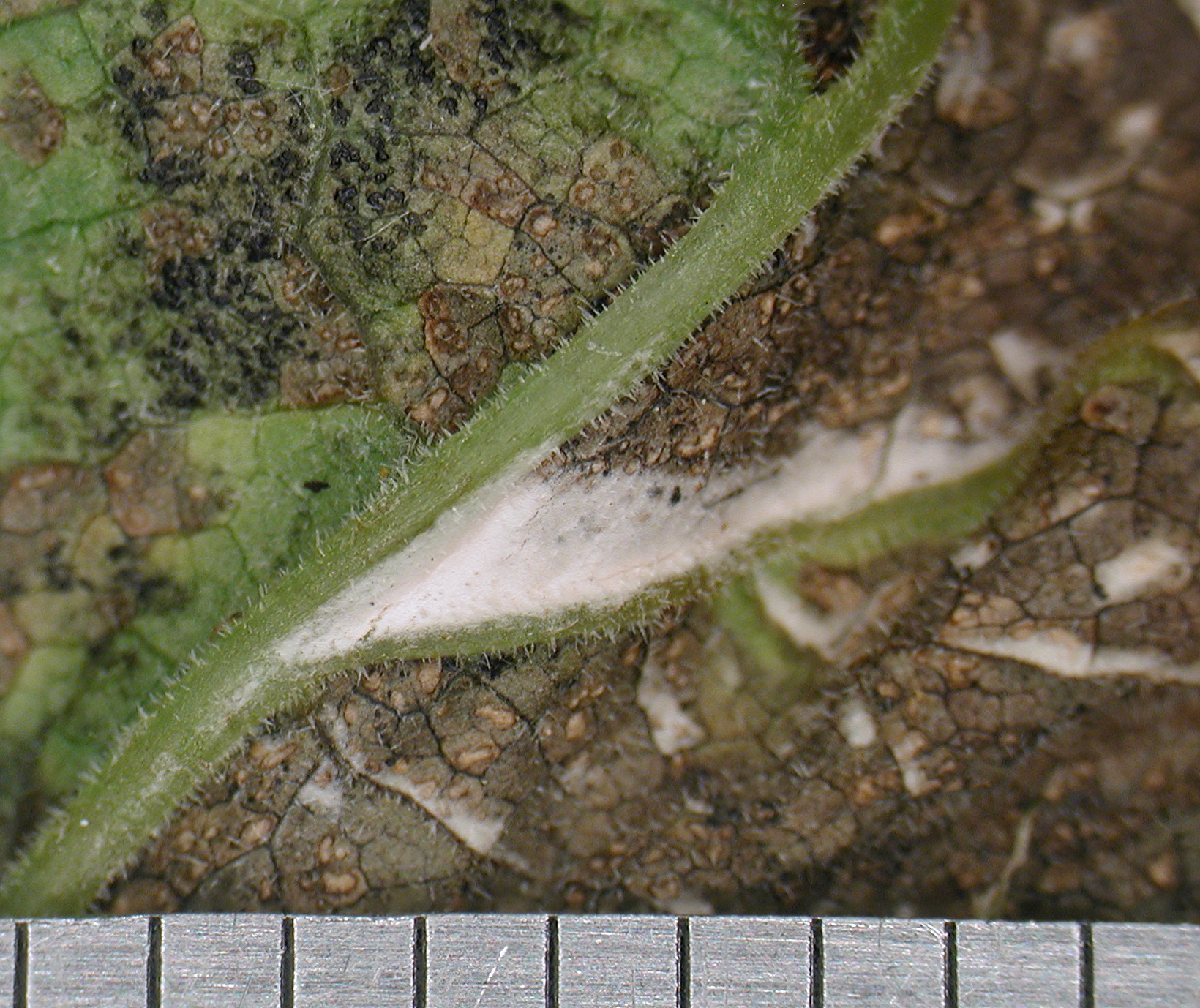 Phloeospora crescentium (Barthol.) E.A.Riley