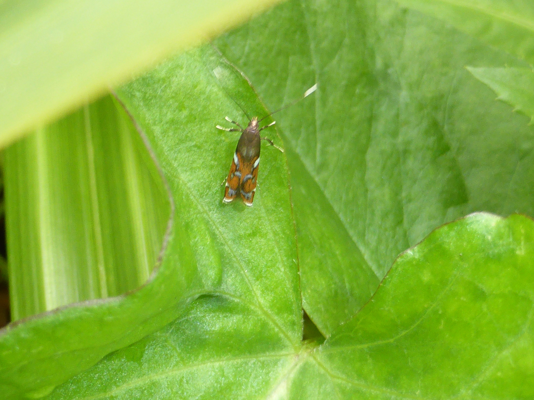 yuyan-chen/open-insects-test-new · Datasets at Hugging Face
