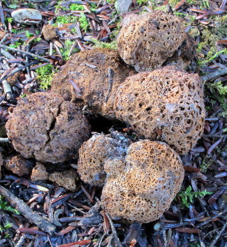 (Gautieria magnicellaris)