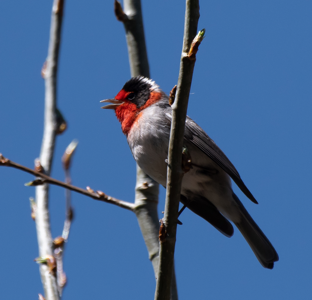 Red-faced Warbler from Apache County, AZ, USA on May 19, 2021 at 10:12 ...