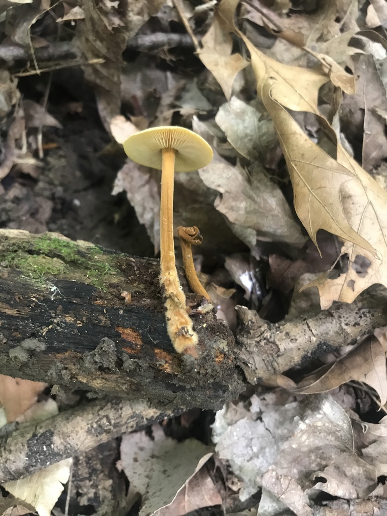 Heimiomyces tenuipes from Albert Johnson Rd, Nashville, IN, US on May ...