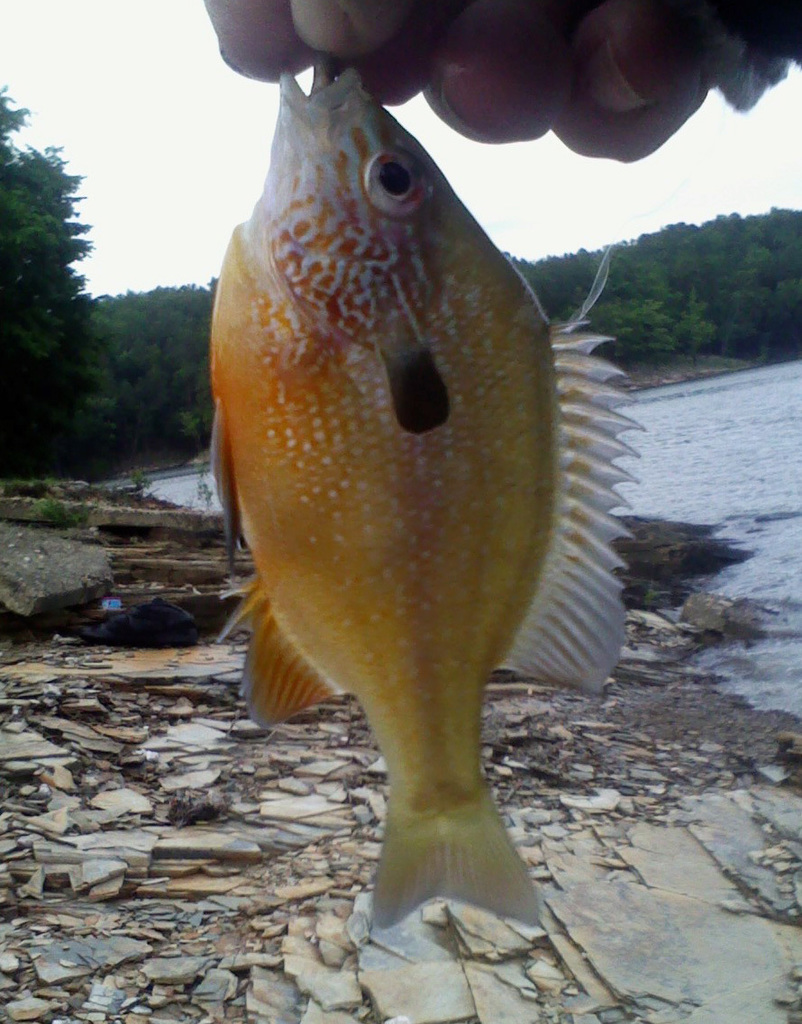 Longear Sunfish from McCurtain County, OK, USA on May 19, 2021 at 07:01 ...