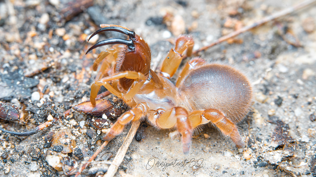 Calommata from 中国陕西省汉中市南郑区 on April 19, 2020 at 10:59 AM by 杨垚 ...