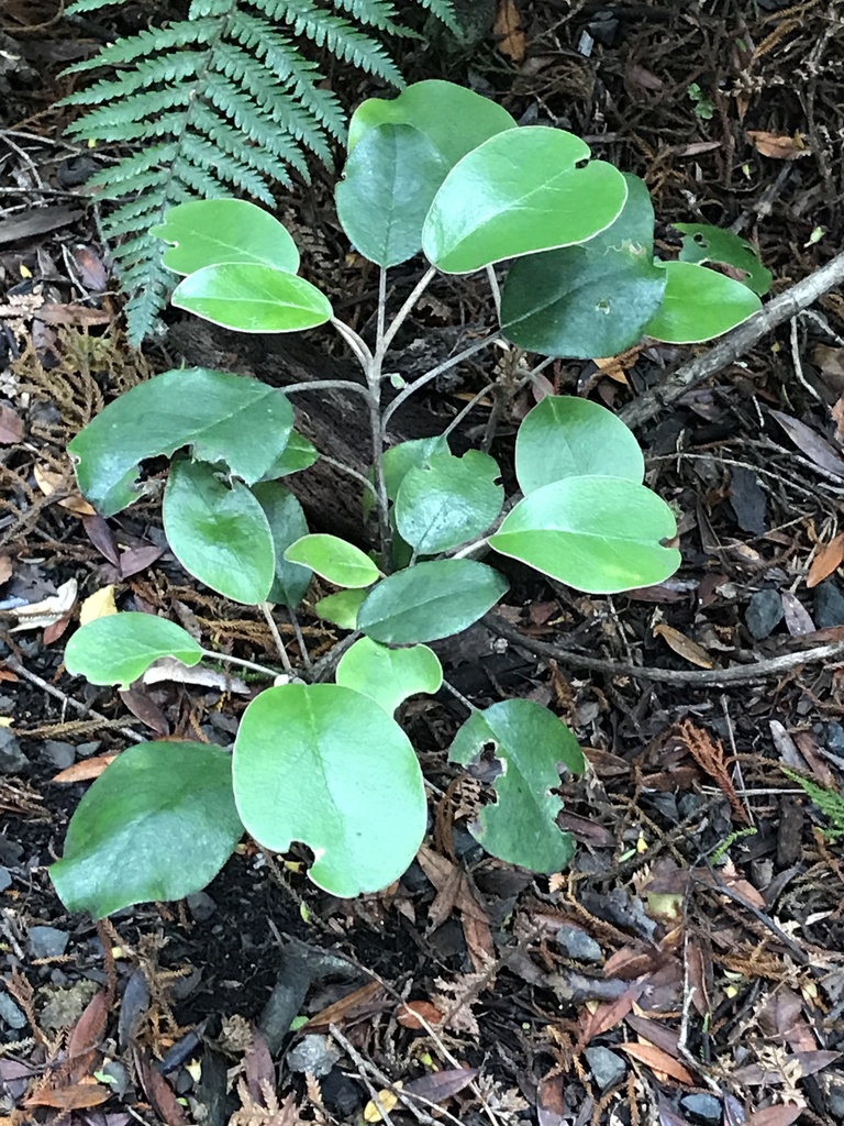 Muttonbird Scrub from Southland District, Southland, New Zealand on ...