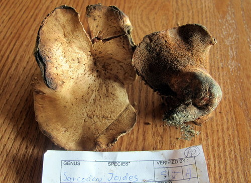 Sarcodon joeides · iNaturalist