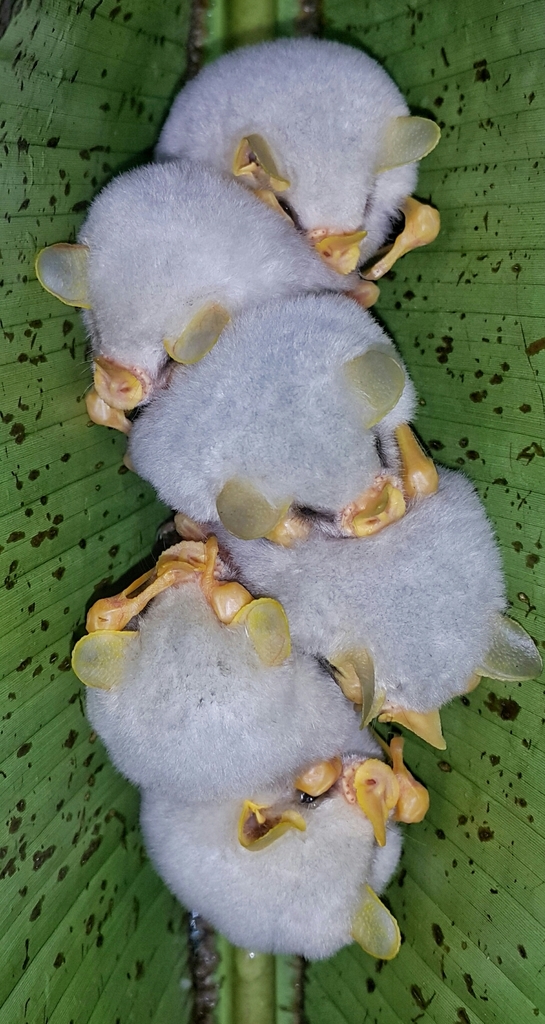 Honduran White Bat in January 2018 by Steven Easley · iNaturalist