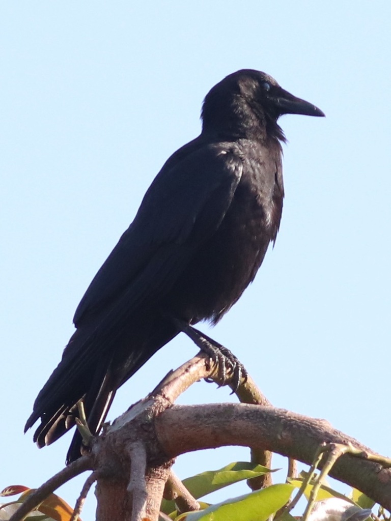 American Crow in May 2021 by njjturner · iNaturalist