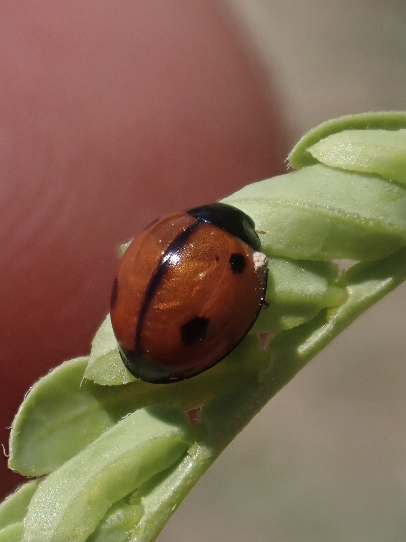 Brumoides E.A.Chapin, 1965