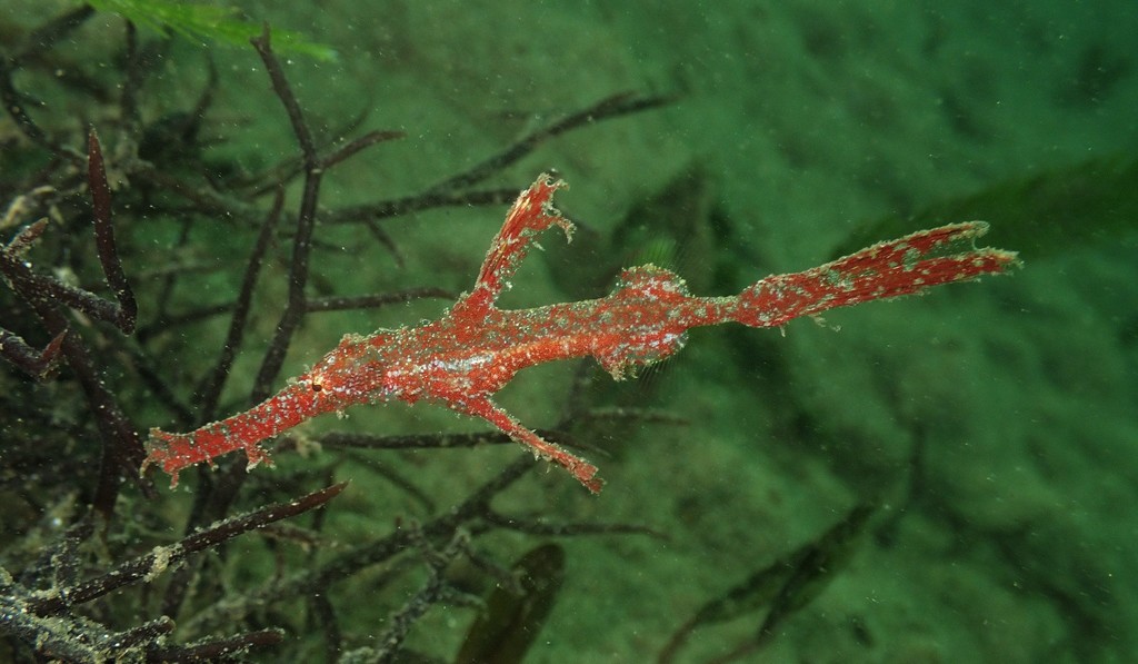 Thin Ghost Pipefish from Sydney NSW, Australia on May 11, 2021 at 01:09 ...