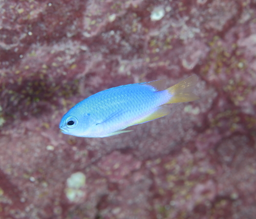 Neon Damselfish (Fishes of Cabbage Tree Bay Aquatic Reserve, Sydney ...