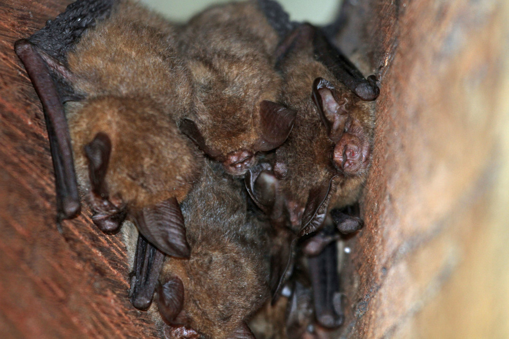 Eastern Long-eared Bat (Microbats of the Sunshine Coast, QLD) · iNaturalist