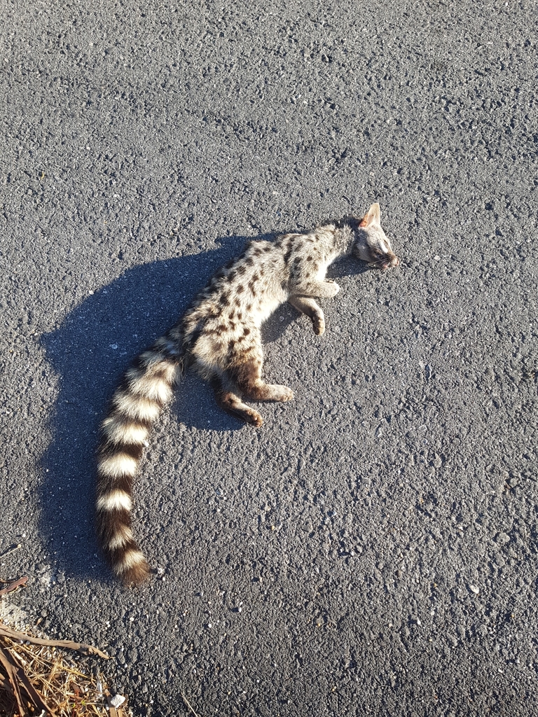 Northern Small-spotted Genet from Praia de Mira, 3070, Portugal on May ...