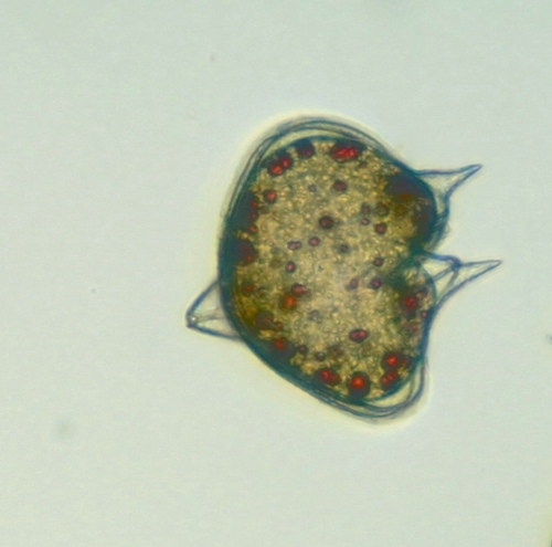 (Protoperidinium depressum)