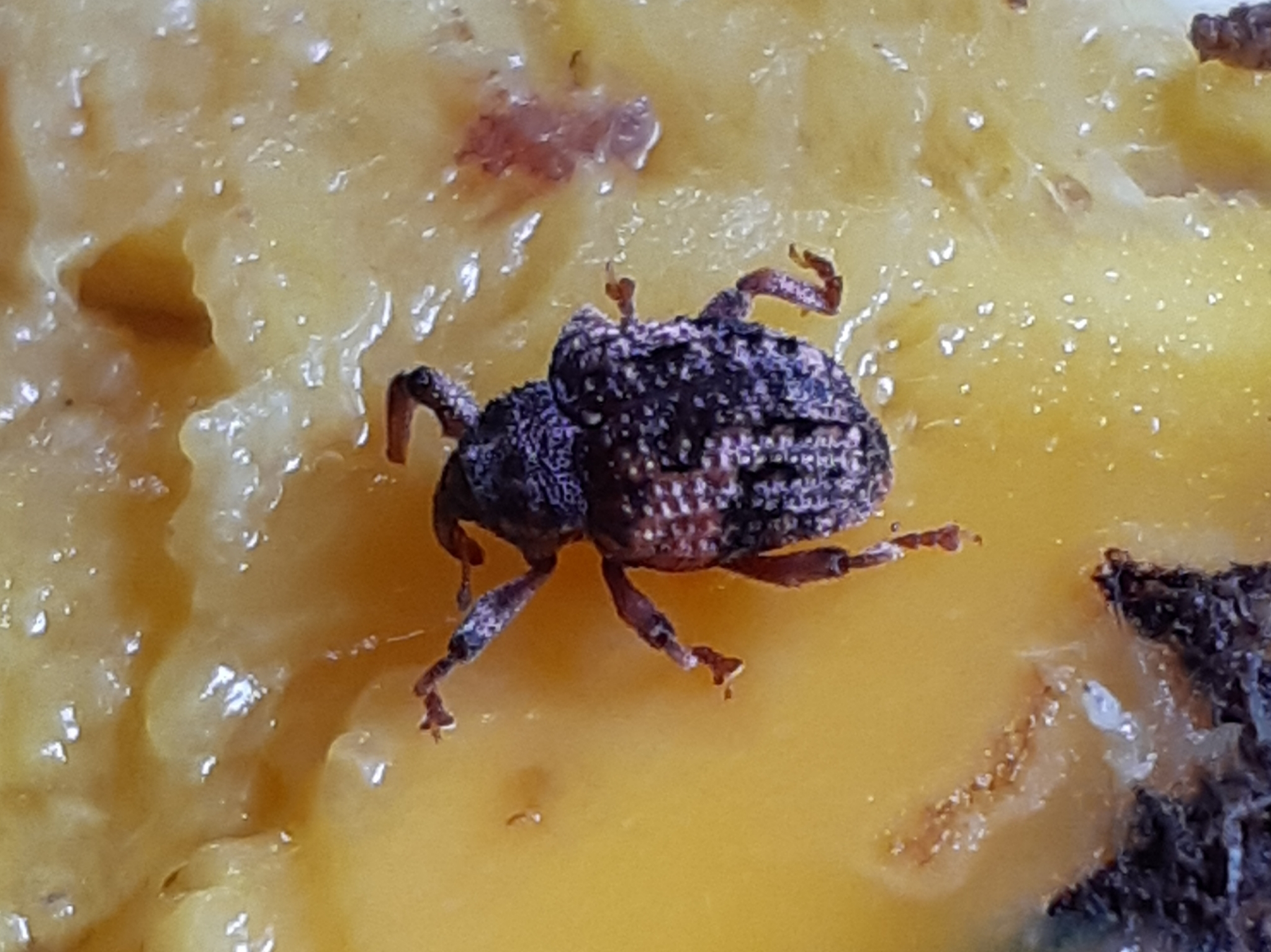 Sternochetus mangiferae (J.C.Fabricius, 1775)