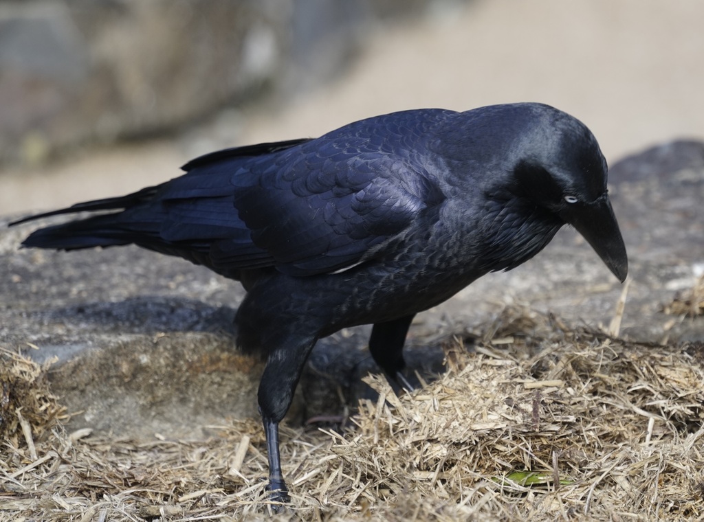 Australian Raven from Mount Tomah NSW 2758, Australia on April 27, 2021 ...