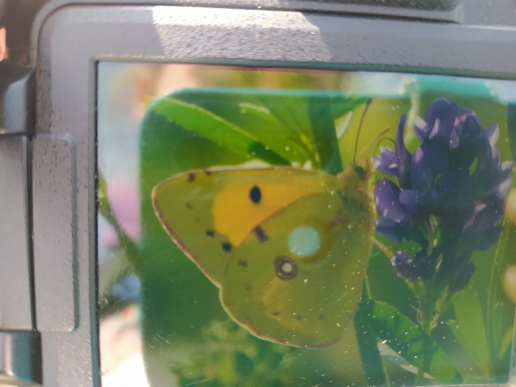 Clouded Yellow from 19021 Arcola SP, Italia on May 23, 2021 at 10:55 AM ...