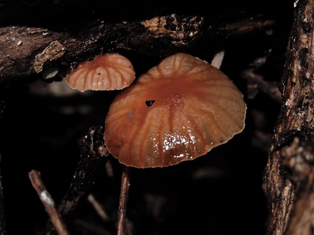 Common Gilled Mushrooms and Allies from Ashhurst Domain, Ashhurst, New ...