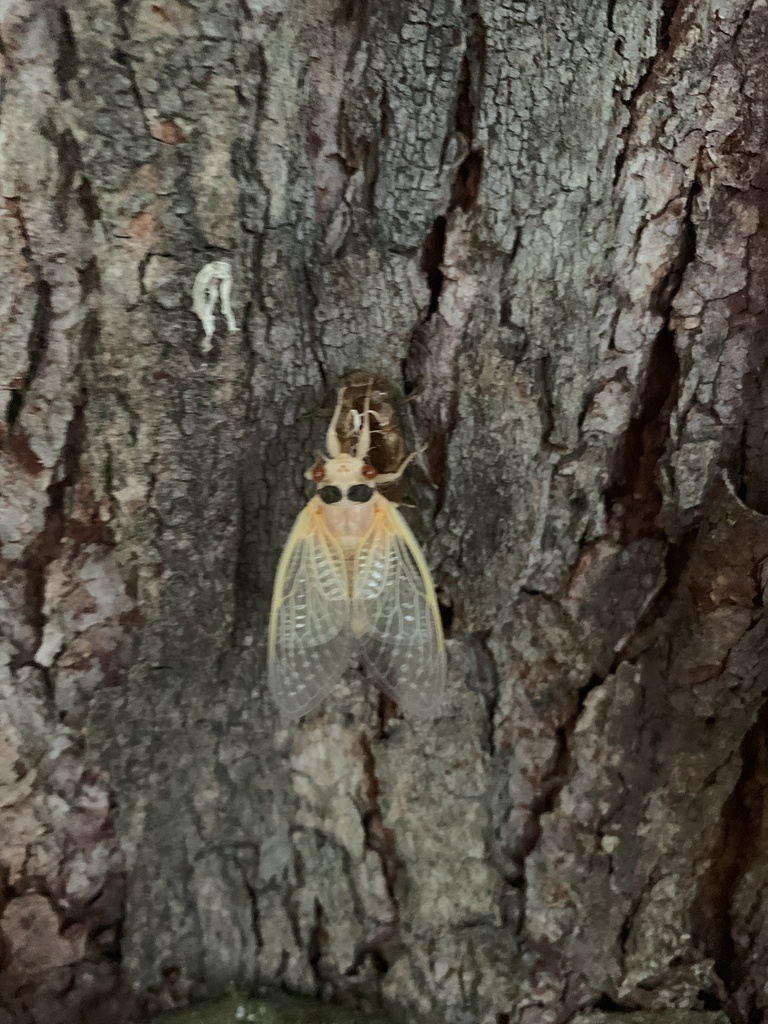 Periodical Cicadas in May 2021 by luna2077 · iNaturalist